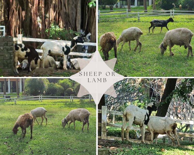 [Lynn] The differences between Lamb and sheep? # ...