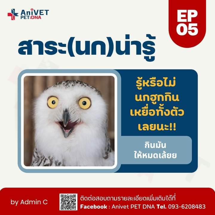 [AniVET New ข่าวสารวงการสัตว์] กลับมาอีกแล้วกับ สาระ(นก)น่ารู้ EP.5 ️ รู้หรือไม่ นกฮูกกินเหยื่อ ...