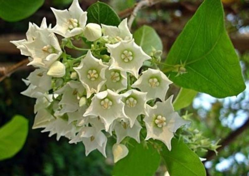 [วันนี้คะ 😁] เอาแบบชอบที่สุดนะคะ ดอกชมนาดค่ะ ไม้เลื้อย เถาใหญ่ พุ่มใหญ่ ...