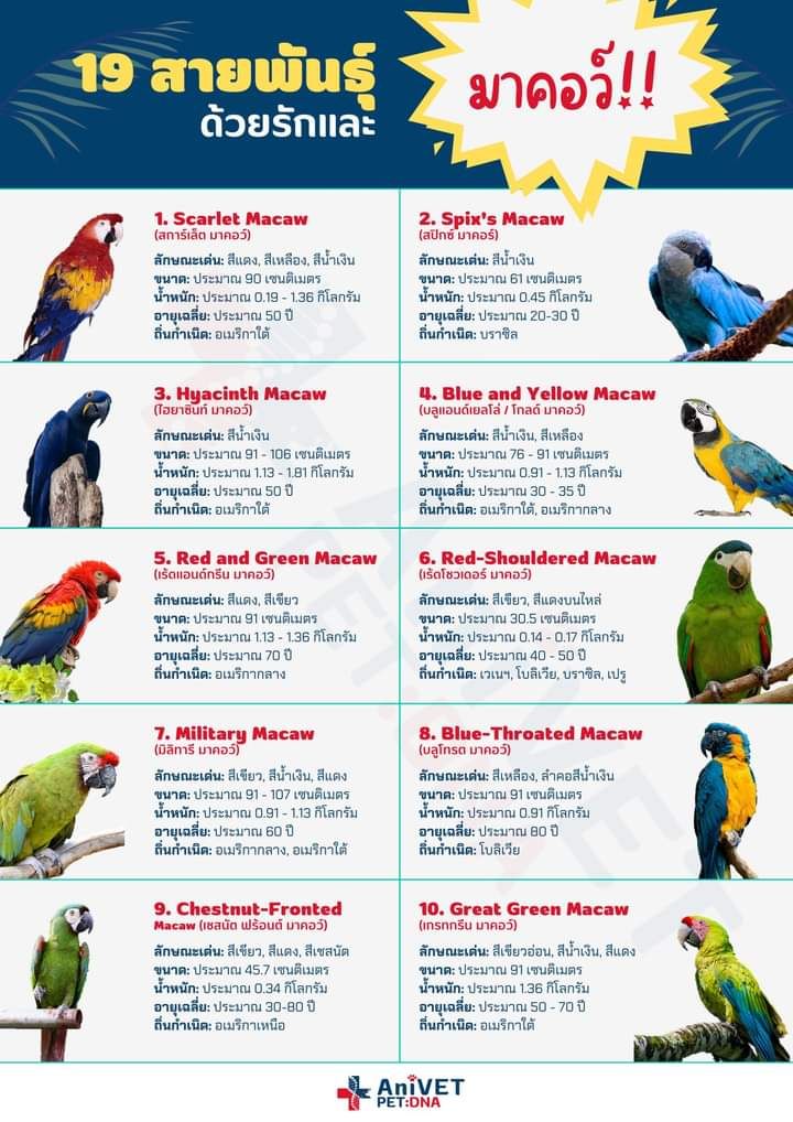 [AniVET New ข่าวสารวงการสัตว์] รวมมาให้แล้ว‼️ นกแก้วมาคอว์ 19 สายพันธุ์ 🦜 . เพื่อนๆอาจจะเคยเห็น ...