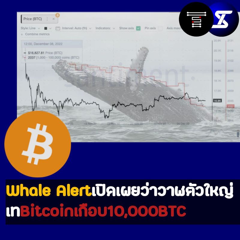 [TS Channel | Tech Spaceᵀᴴ] Whale Alertเปิดเผยว่าวาฬตัวใหญ่เทBitcoinทิ้งเกือบ10,000BTC‼️ เมื่อ ...