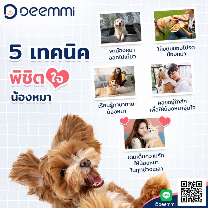 [Deemmi Pets] 5 เทคนิคพิชิตใจน้องหมาที่ไม่ว่าจะมือใหม่หรือมือเก่าต้องรู้ !!! เพราะน้องหมาเป็น ...