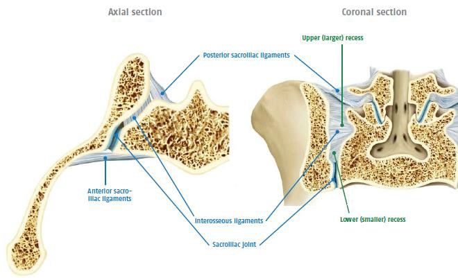 [นักเรียนPT] SI joint ตอนที่ 1 "Form Closure / Force Closure" [บทนำ ...