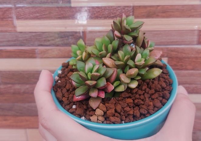 [Mook Pornsawan] วิธีการเลี้ยงกุหลาบหินลูกชุบ 🪴 Anacampseros rufescens (Haw.) Sweet⚘️ กุหลาบหิน ...