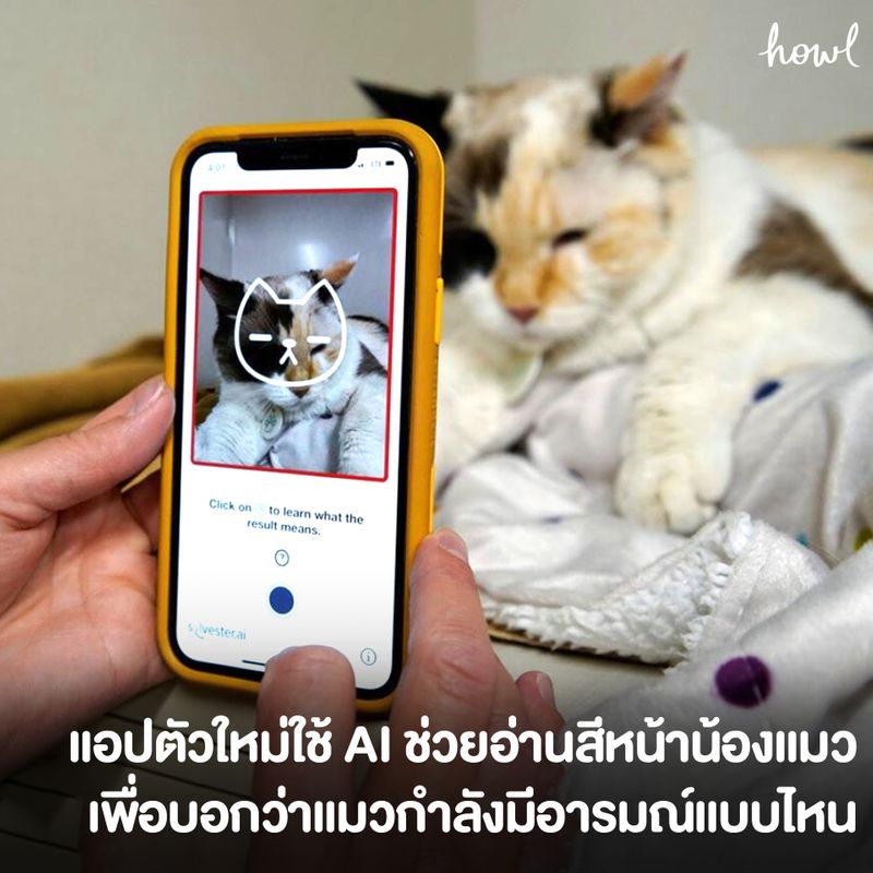 [howl] แอปตัวใหม่ใช้ AI ช่วยอ่านสีหน้าน้องแมว เพื่อบอกว่าแมวกำลังมีสี ...