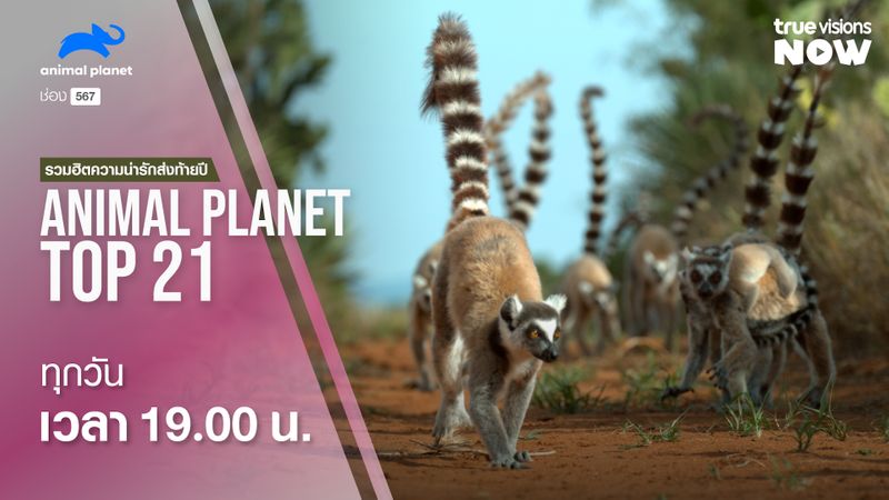 [TNN ONLINE] Animal Planet รวมฮิตความน่ารักของเหล่าสัตว์ทั้งหลายส่งท้าย ...