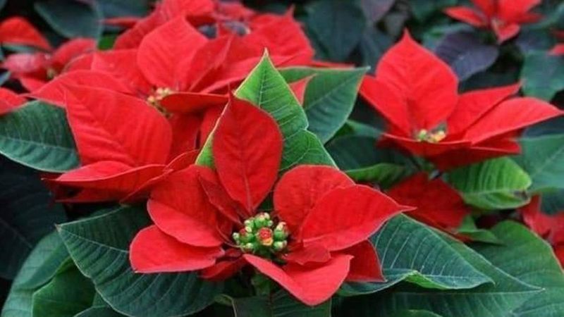 Cherry J. ways to be Happy