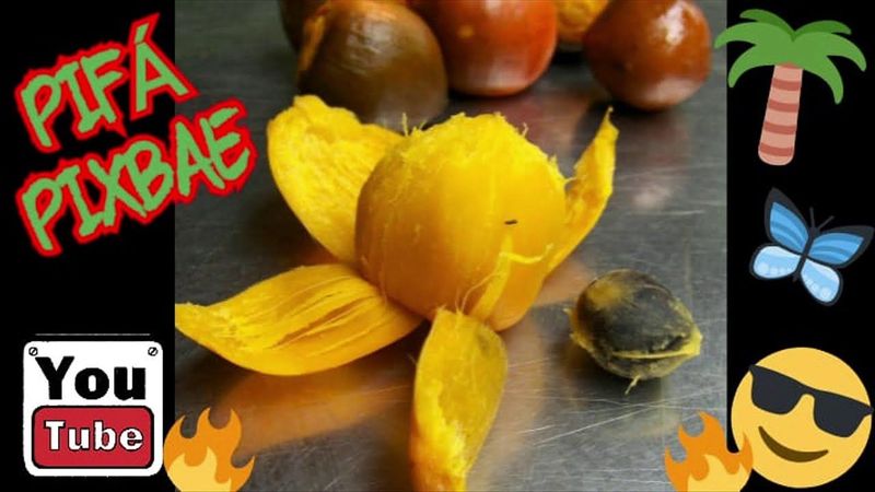 [Everythinghobby] ทำความรู้จักพีช ปาล์ม Peach Palm Bactris gasipaes is ...