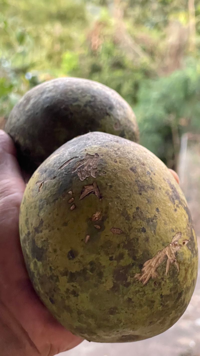 [World of herbs] 🤭 บ้านเรา มีมะตูมด้วยนะ … :: มะตูม (Aegle marmelos(L ...