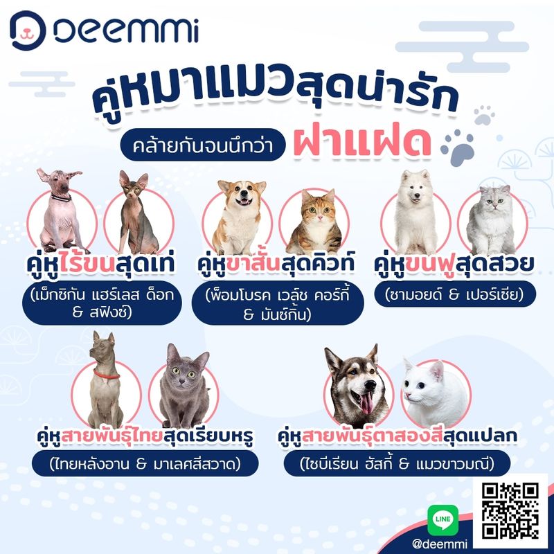 [Deemmi Pets] มารู้จักคู่แฝดคนละฝาที่เป็นน้องหมาคู่กับน้องแมวกัน 🐶😽 ใครว่าฝาแฝดต้องเกิดจากสาย ...