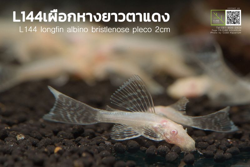 [Cube Aquarium] "เลี้ยงไม้น้ำตู้เล็กแต่ตะไคร่สีน้ำตาล ขึ้นทำยังไงดี ลูก ...