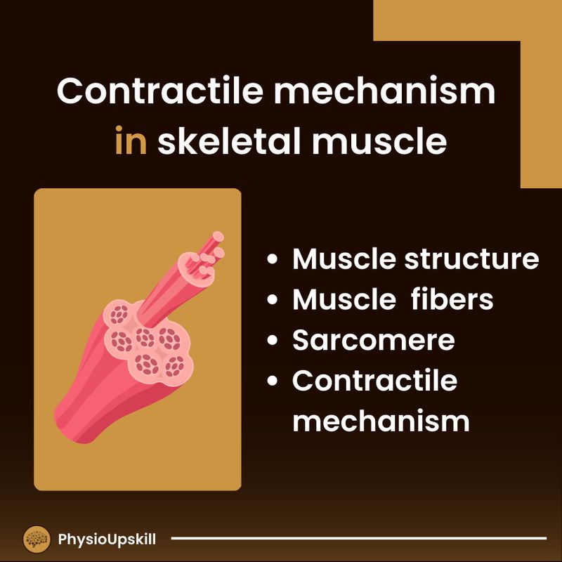 [Physioupskill] ## Episode17 : Contractile mechanism in skeletal muscle ...