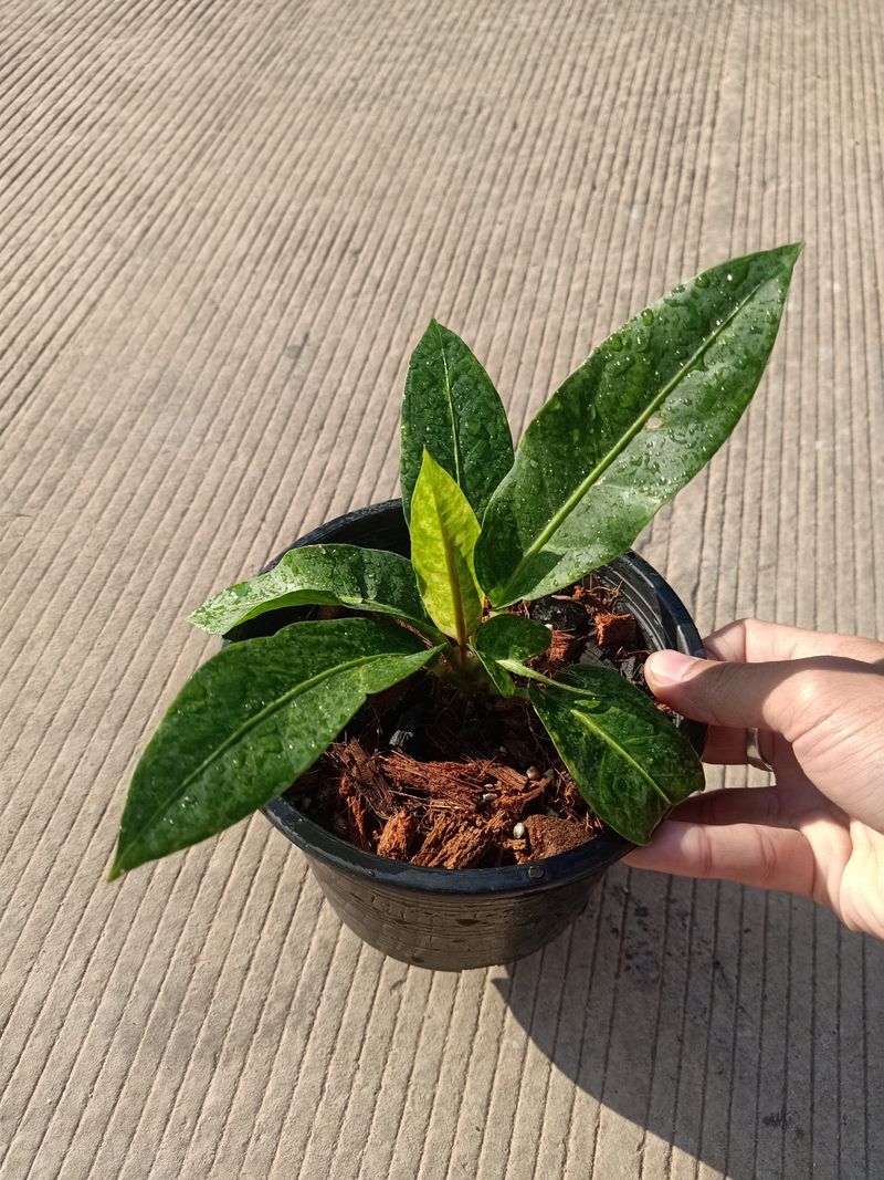 [POP PLANTS] Anthurium renaissance variegated 🌿 ปล่อยโชคเก้าชั้นด่าง ใน ...