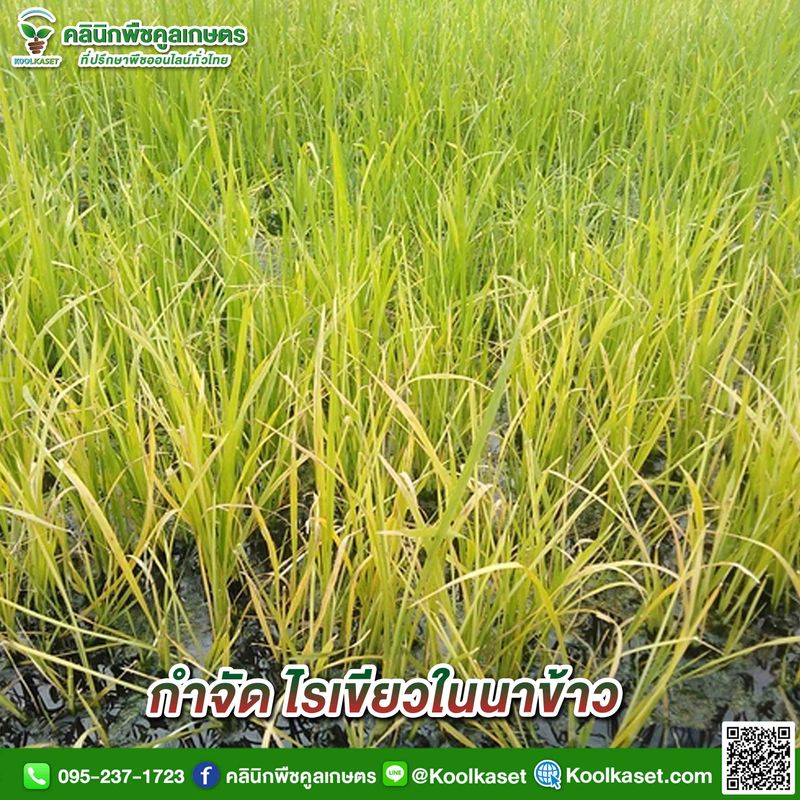[คลินิกพืชคูลเกษตร Koolkaset Agri-clinic] กำจัด ไรเขียว ในนาข้าว . เข้า ...