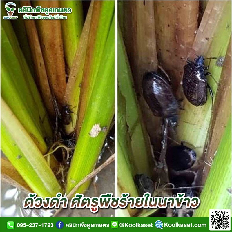 [คลินิกพืชคูลเกษตร Koolkaset Agri-clinic] ด้วงซัดดัมหรือด้วงซัดดำ เข้า ...