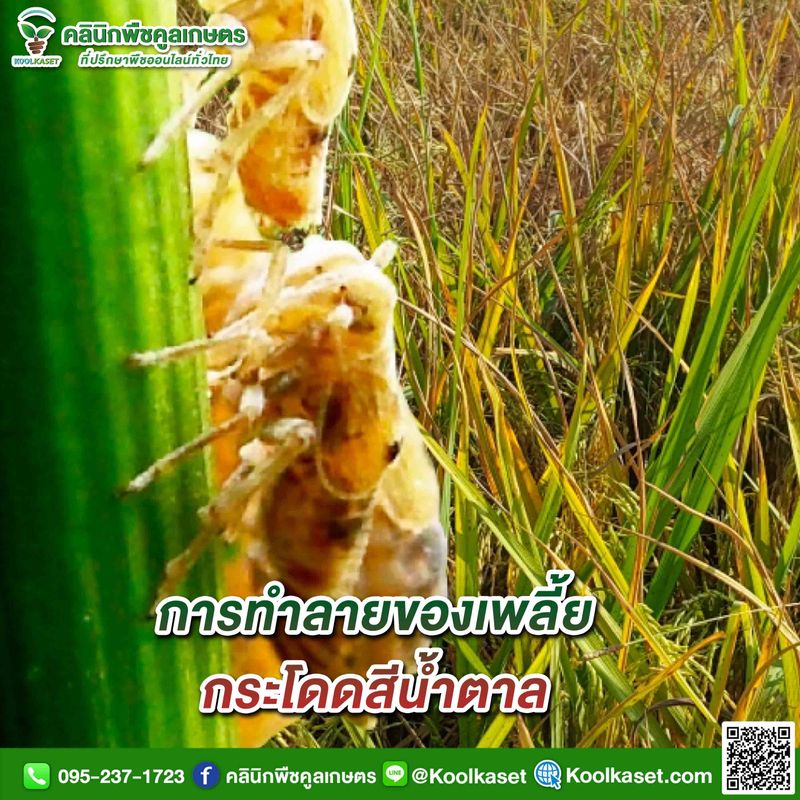 [คลินิกพืชคูลเกษตร Koolkaset Agri-clinic] เพลี้ยกระโดดสีน้ำตาล เข้า ...