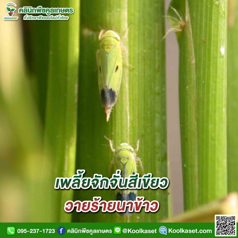[คลินิกพืชคูลเกษตร Koolkaset Agri-clinic] เพลี้ยจักจั่นสีเขียว วายร้าย ...