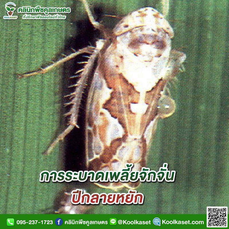 [คลินิกพืชคูลเกษตร Koolkaset Agri-clinic] เพลี้ยจักจั่นปีกลายหยัก เข้า ...