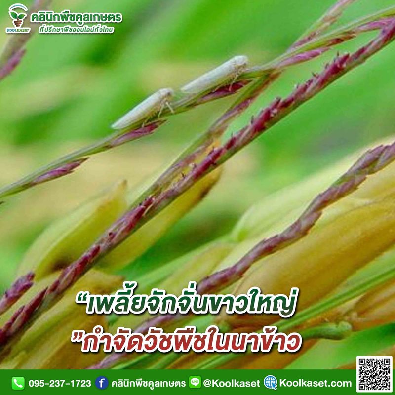 [คลินิกพืชคูลเกษตร Koolkaset Agri Clinic] “เพลี้ยจักจั่นขาวใหญ่ ” เข้า