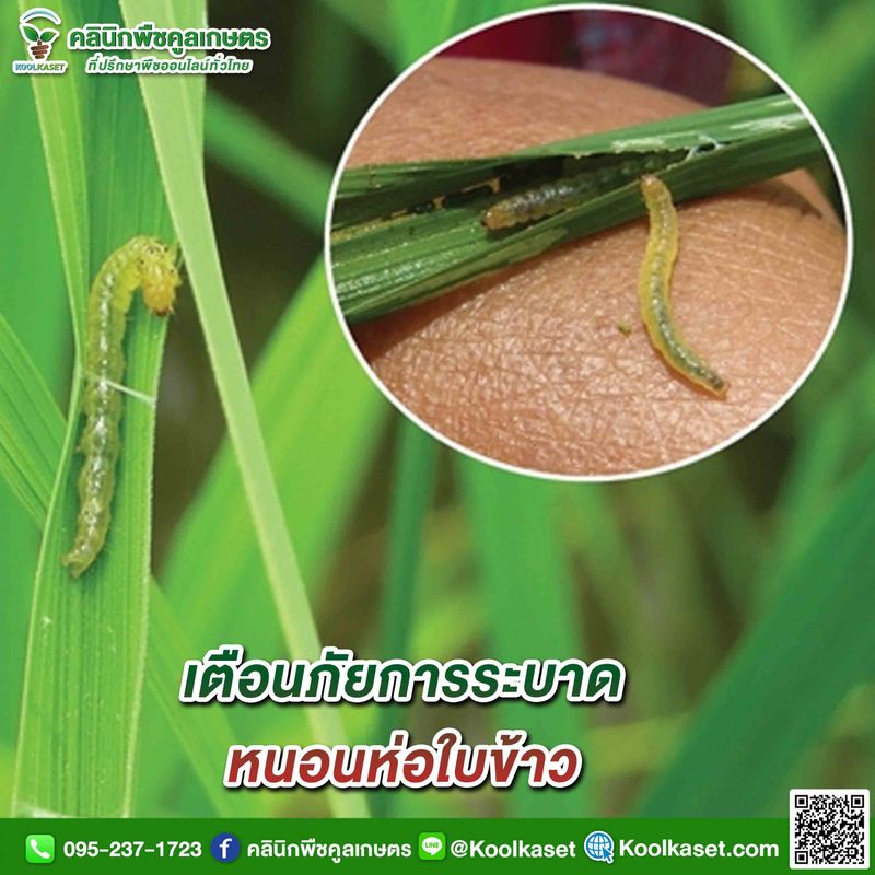 [คลินิกพืชคูลเกษตร Koolkaset Agri-clinic] เตือนภัยการระบาด หนอนห่อใบ ...