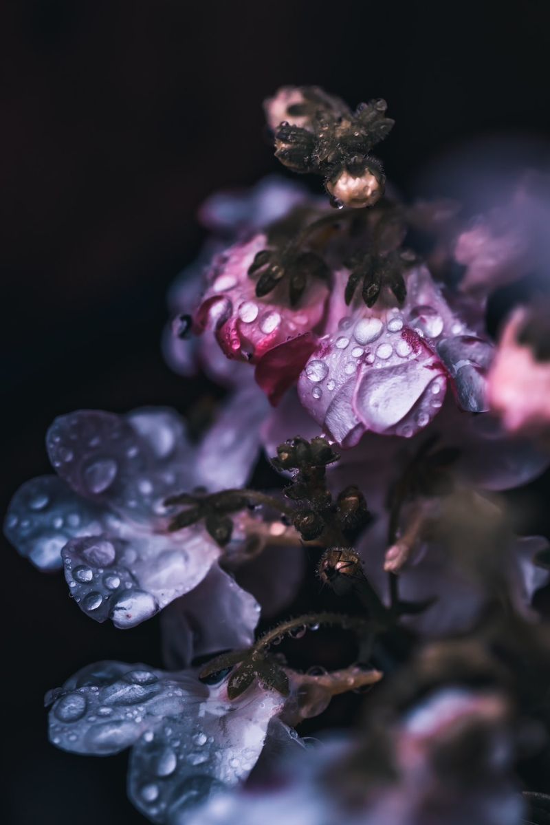 [Issa] Pose 399 ~401💙🦋🌸🌼 Flower https://pip.me/issa ୨୧ ...