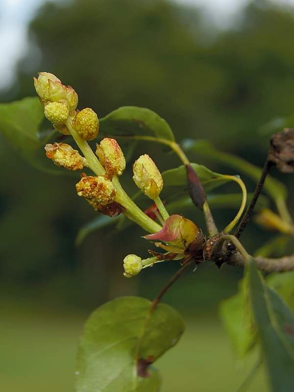 [กรมอุทยานแห่งชาติ สัตว์ป่า และพันธุ์พืช] "สบ หรือ กระตุก" สารพัด ...