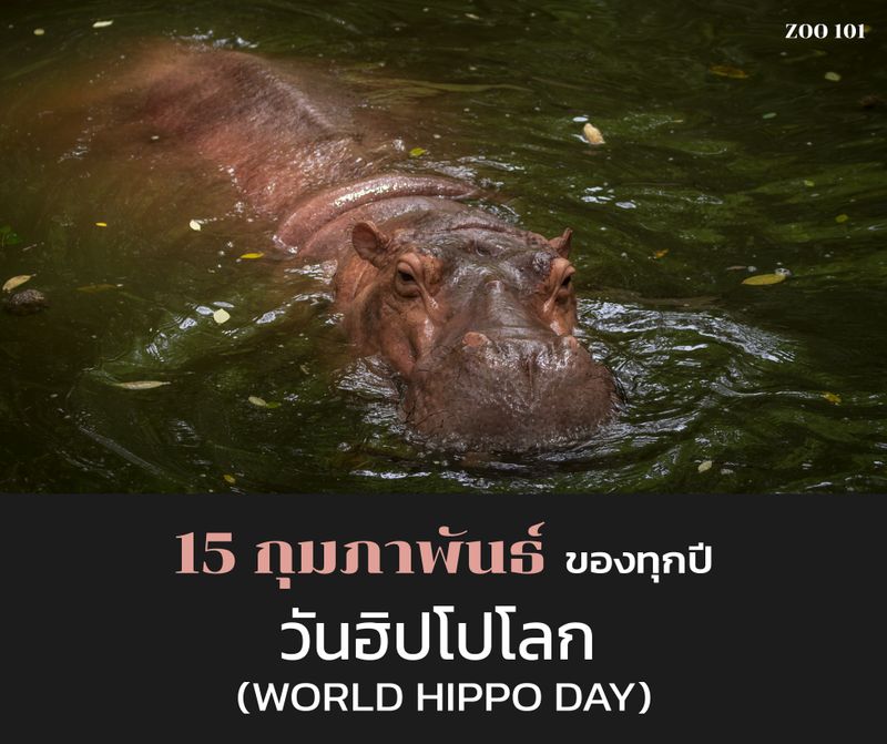 [ZOO 101] 15 กุมภาพันธ์ วันฮิปโปโลก WORLD HIPPO DAY – February 15