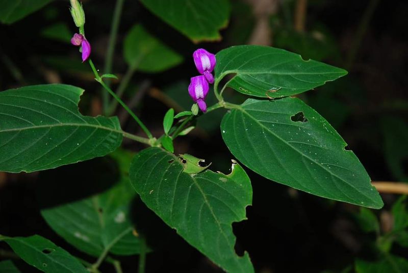 [กรมอุทยานแห่งชาติ สัตว์ป่า และพันธุ์พืช] ดอกไม้บานเดือนนี้ “หว้าชะอำ ...