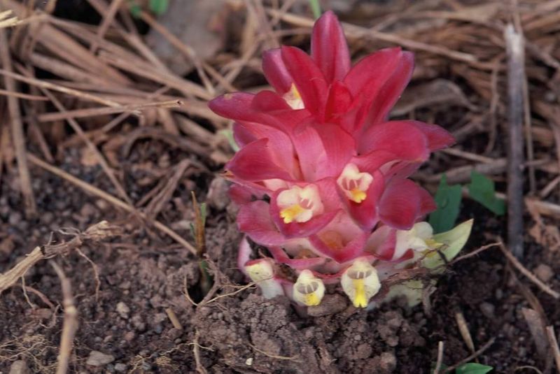 [กรมอุทยานแห่งชาติ สัตว์ป่า และพันธุ์พืช] “ว่านชักมดลูก" 𝘊𝘶𝘳𝘤𝘶𝘮𝘢 𝘤𝘰𝘮𝘰𝘴𝘢 ...