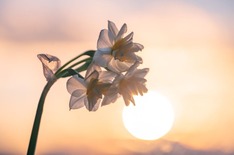 [Issa] Pose 434💙🦋🌸🌼 Flowers and leaves are mysterious. https://pip.me/issa ୨୧┈┈┈┈┈┈┈┈┈┈┈┈┈┈┈┈┈୨୧ ...