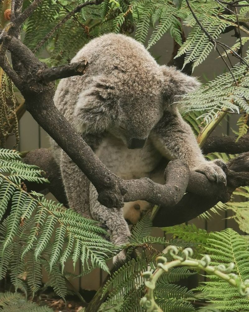 [eatsntripss] 🇦🇺 เยือน Taronga Zoo สัมผัสชีวิตสัตว์แปลกตาเหมือนท่องป่า ...