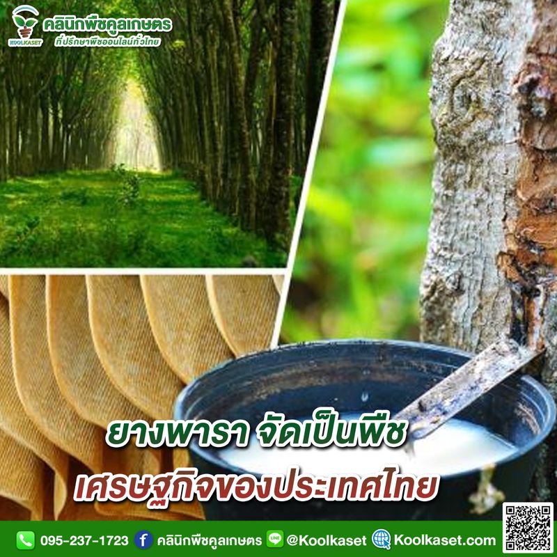 [คลินิกพืชคูลเกษตร Koolkaset Agri-clinic] ยางพารา จัดเป็นพืชเศรษฐกิจของ ...