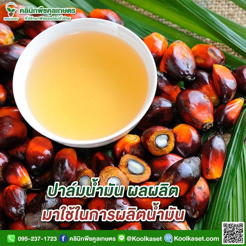 [คลินิกพืชคูลเกษตร Koolkaset Agri-clinic] ปาล์มน้ำมัน ผลผลิตมาใช้ในการ ...