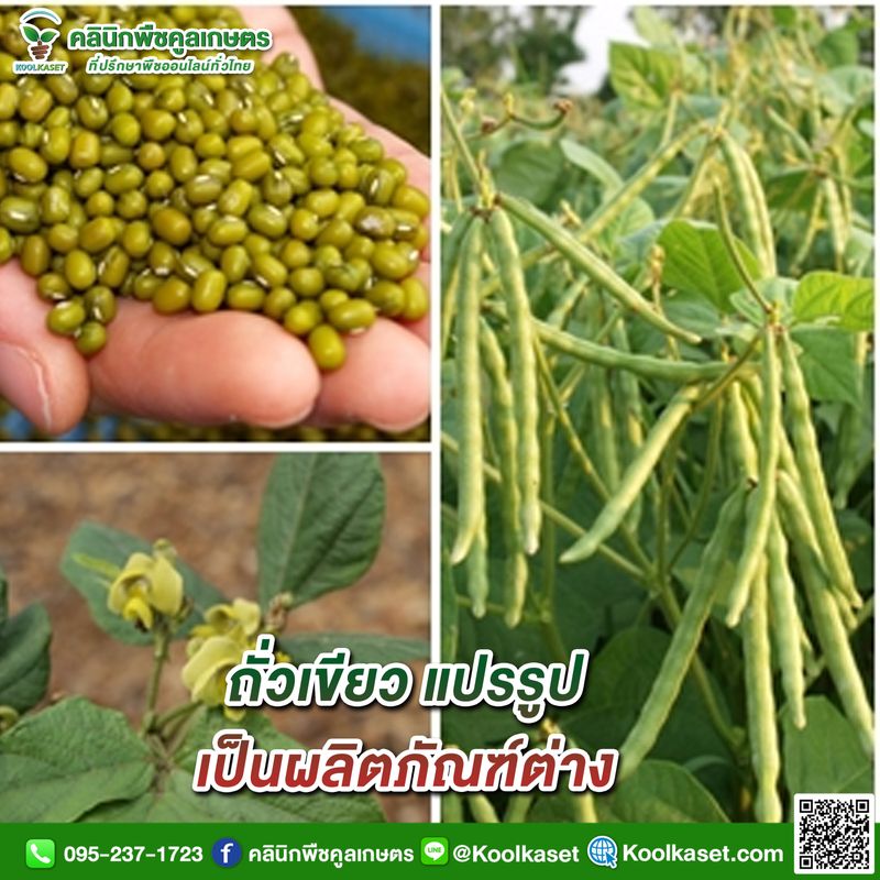 [คลินิกพืชคูลเกษตร Koolkaset Agri-clinic] ถั่วเขียว แปรรูปเป็นผลิตภัณฑ์ ...