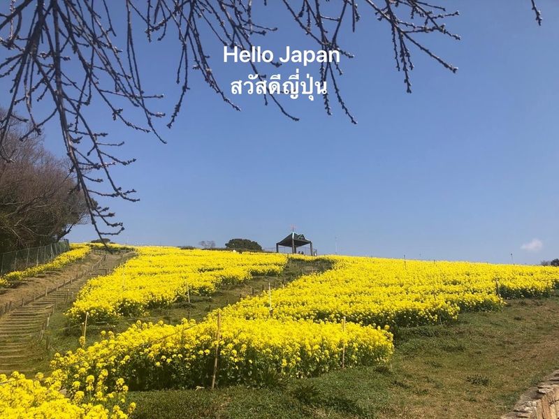 [Hello Japan สวัสดีญี่ปุ่น ] 🍃 Nanohana สัญลักษณ์การมาเยือนของฤดูใบไม้ผลิ 🍃 🌻ดอกไม้สีเหลืองสด ...