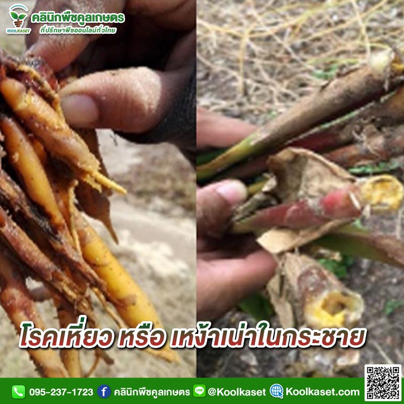 [คลินิกพืชคูลเกษตร Koolkaset Agri-clinic] โรคเหี่ยว หรือ เหง้าเน่าใน ...