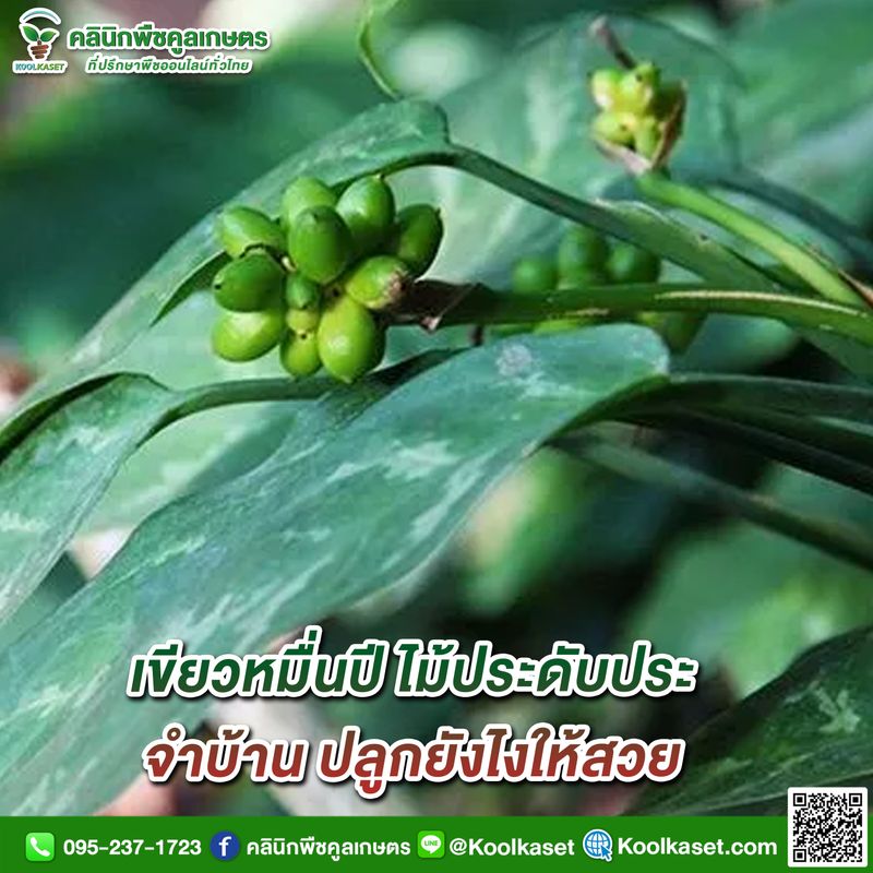 [คลินิกพืชคูลเกษตร Koolkaset Agri Clinic] เขียวหมื่นปี ไม้ประดับประจำ