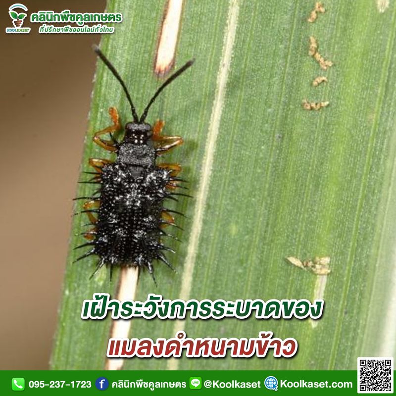 [คลินิกพืชคูลเกษตร Koolkaset Agri-clinic] เฝ้าระวังการระบาดของ แมลงดำ ...