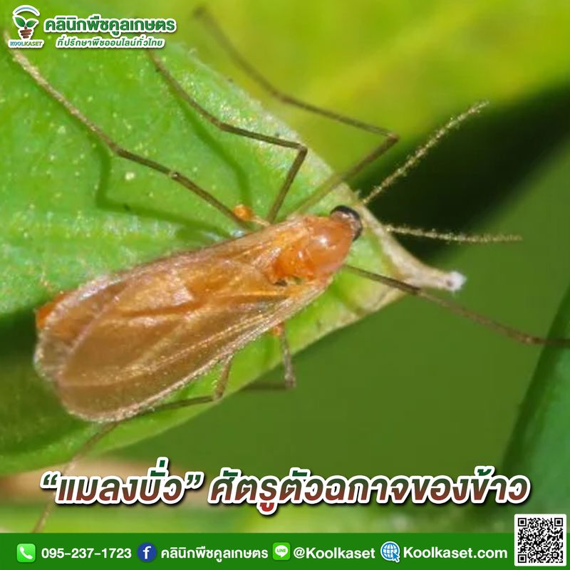 [คลินิกพืชคูลเกษตร Koolkaset Agri-clinic] “แมลงบั่ว” ศัตรูตัวฉกาจของ ...