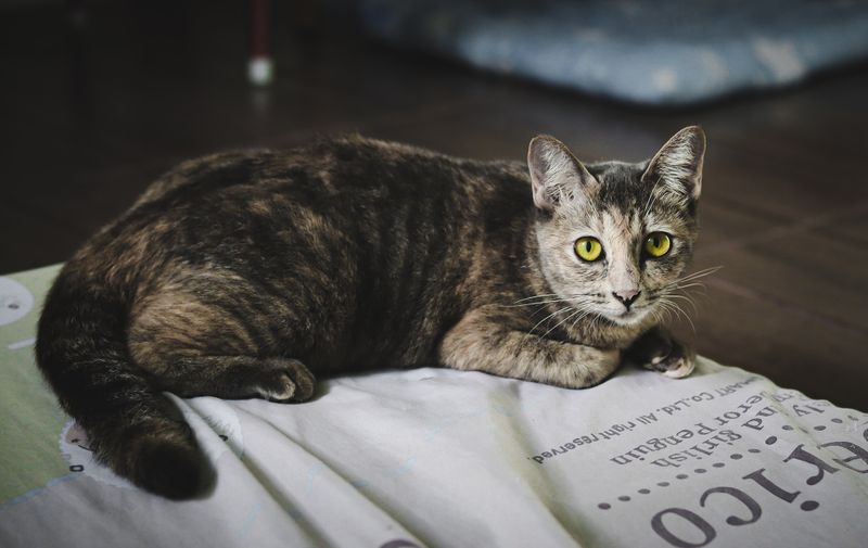 [Sri Nuan] รู้หรือไม่ 5 สิ่งที่ไม่ควรทำหากคุณเลี้ยงแมว การเลี้ยงแมวเป็น ...