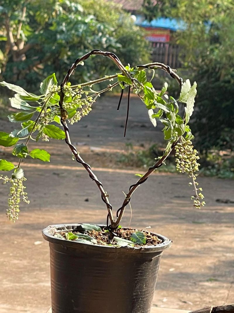 [Kampoo] “กระเพรา” ยาอายุวัฒนะแห่งชีวิต "ยาอายุวัฒนะแห่งชีวิต" Elixir ...