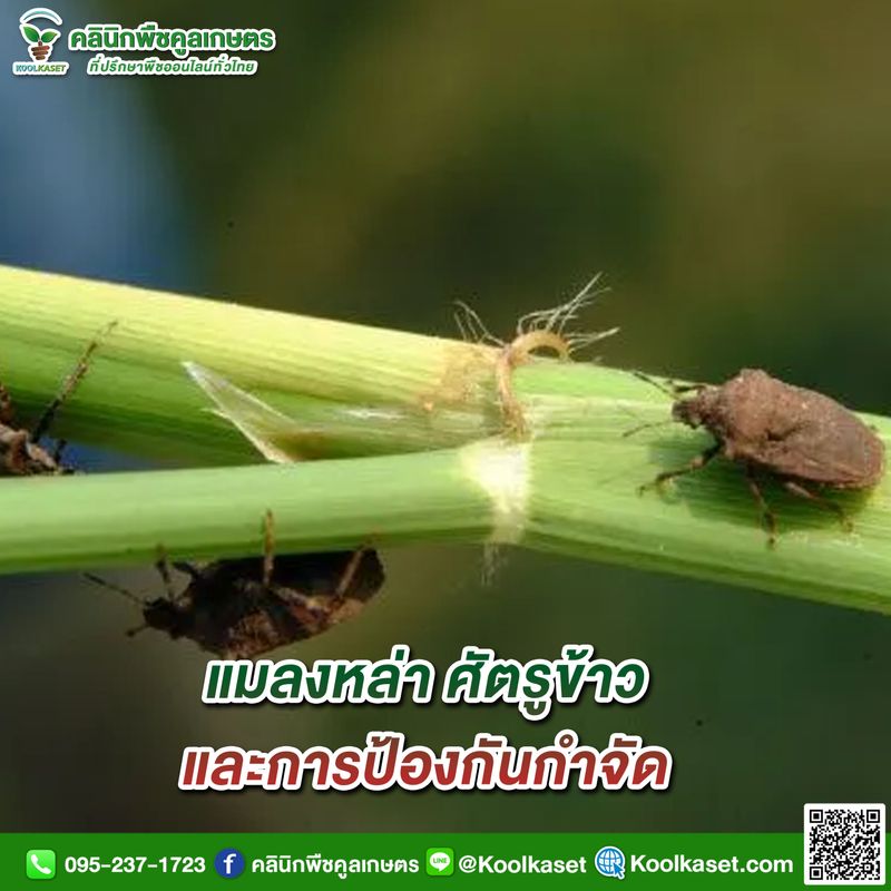 [คลินิกพืชคูลเกษตร Koolkaset Agri-clinic] แมลงหล่า ศัตรูข้าวและการ ...