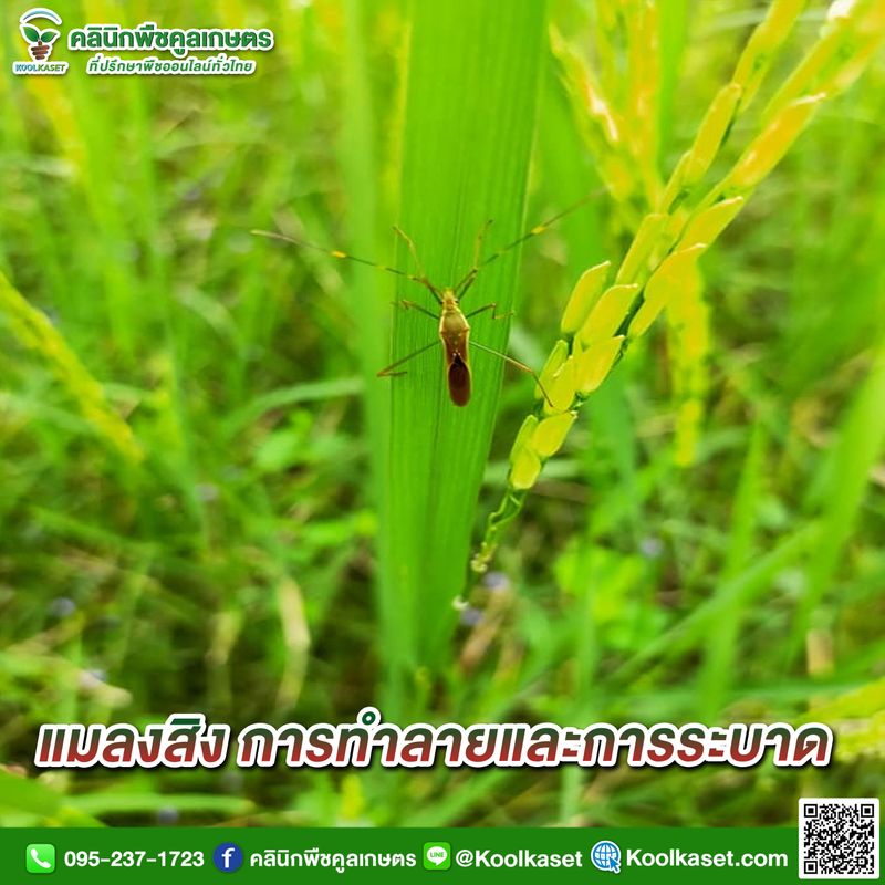 [คลินิกพืชคูลเกษตร Koolkaset Agri-clinic] แมลงสิง การทำลายและการระบาด ...