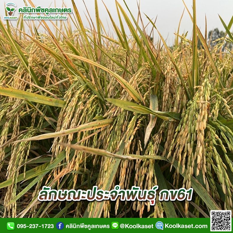 [คลินิกพืชคูลเกษตร Koolkaset Agri-clinic] ลักษณะประจำพันธุ์ กข61 . เข้า ...