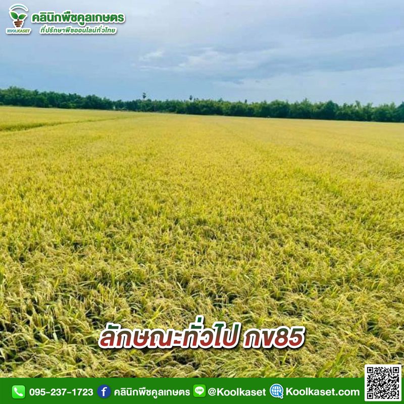 [คลินิกพืชคูลเกษตร Koolkaset Agri-clinic] ลักษณะทั่วไป กข85 . เข้ากลุ่ม ...