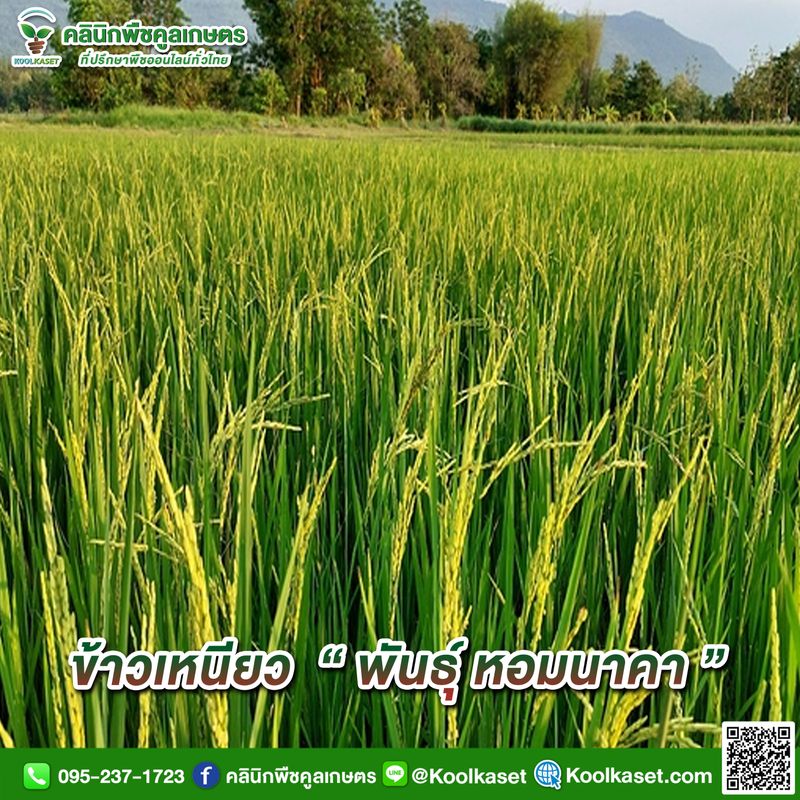 [คลินิกพืชคูลเกษตร Koolkaset Agri-clinic] ข้าวเหนียว “ พันธุ์ หอมนาคา ...