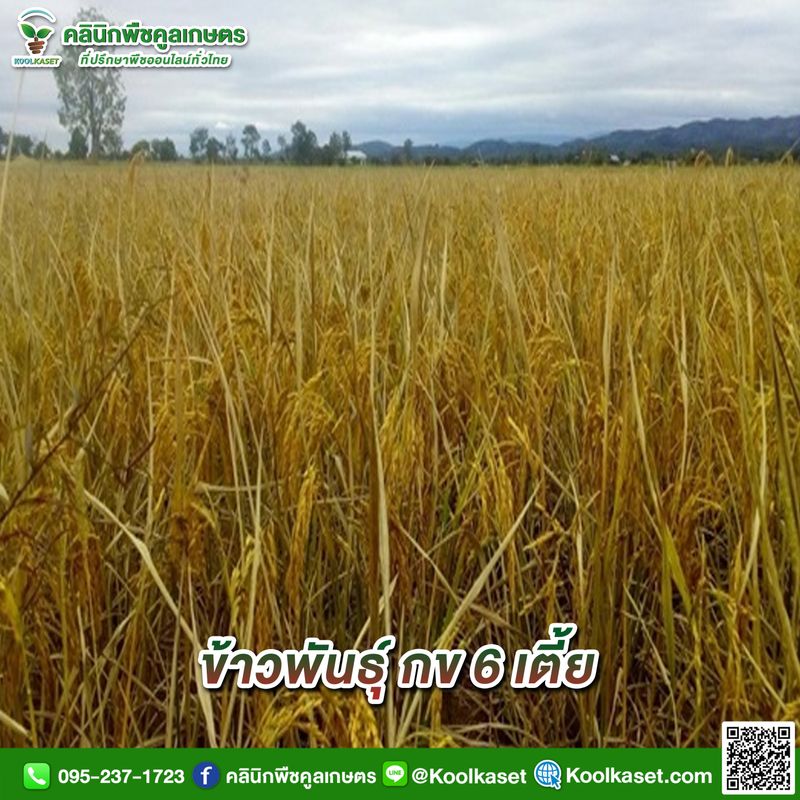 [คลินิกพืชคูลเกษตร Koolkaset Agri-clinic] ข้าวพันธุ์ กข 6 เตี้ย . เข้า ...