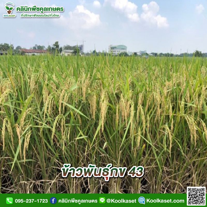 [คลินิกพืชคูลเกษตร Koolkaset Agri-clinic] ข้าวพันธุ์กข 43 . เข้ากลุ่มคน ...