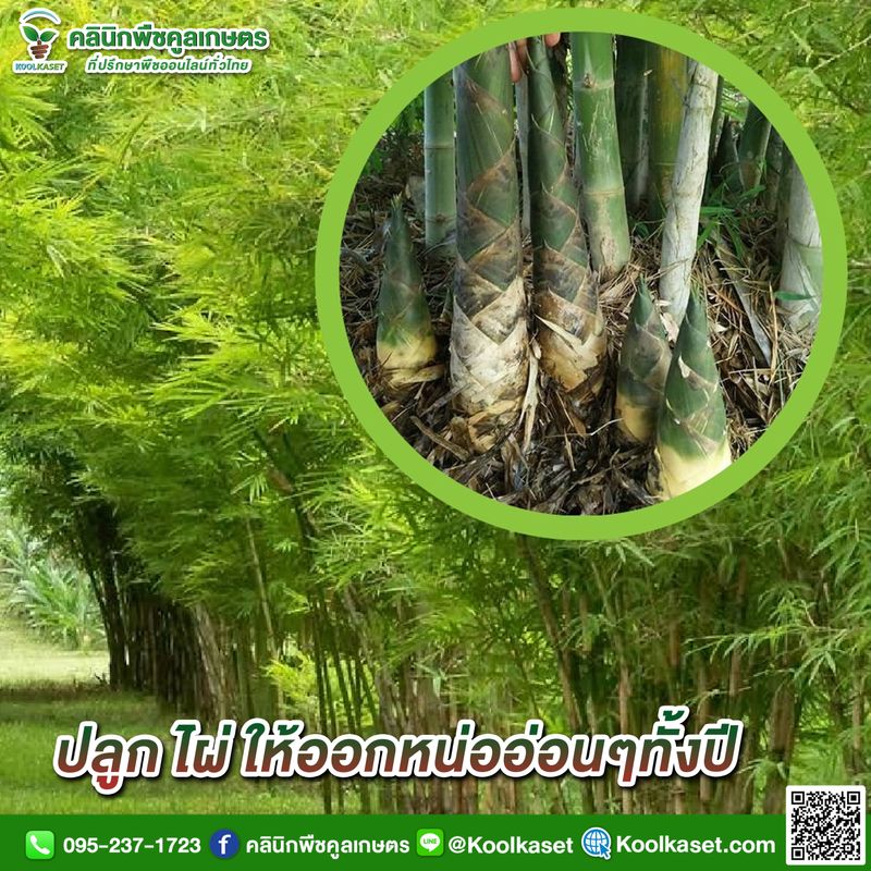 [คลินิกพืชคูลเกษตร Koolkaset Agri-clinic] ปลูก ไผ่ ให้ออกหน่ออ่อนๆทั้ง ...