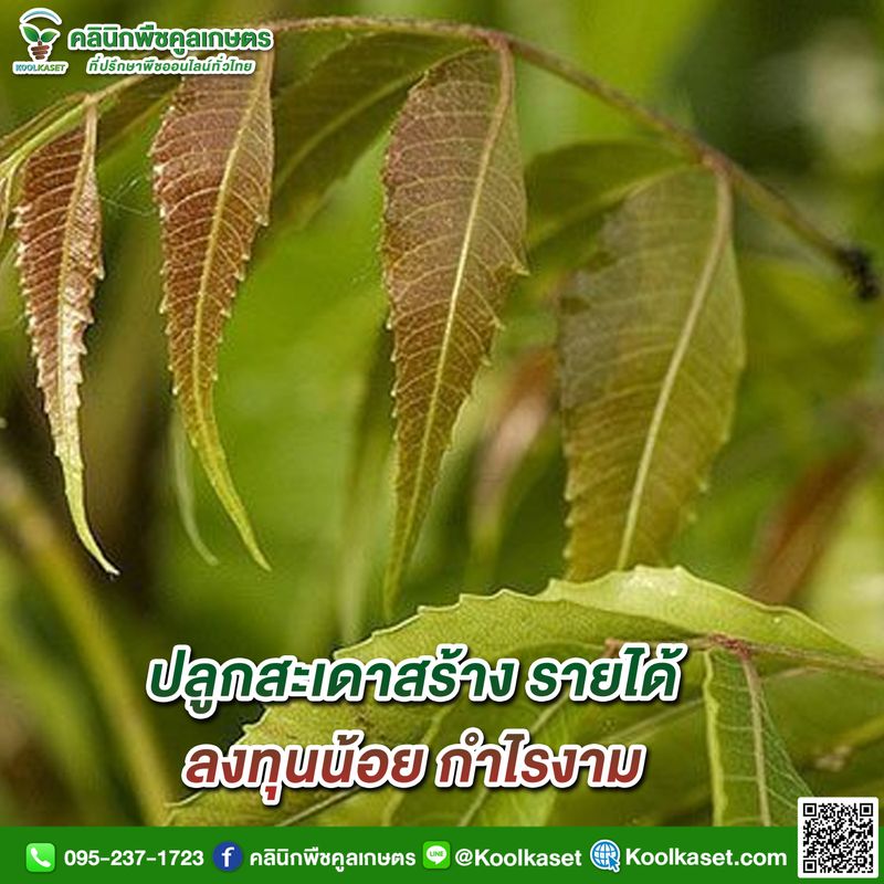 [คลินิกพืชคูลเกษตร Koolkaset Agri-clinic] ปลูก สะเดา สร้าง รายได้ ลงทุน ...